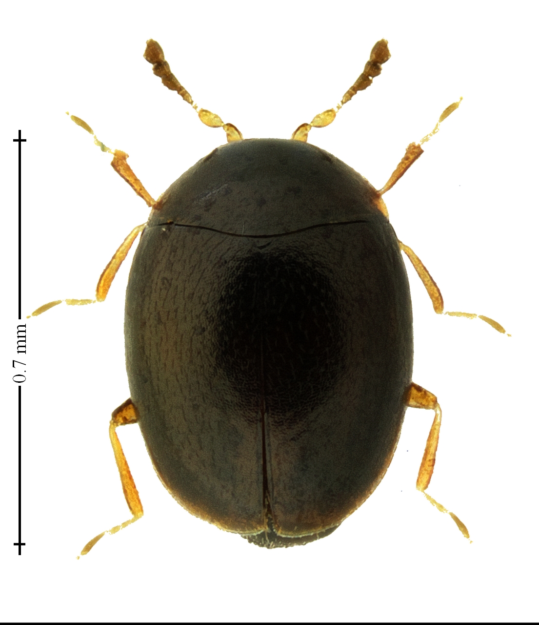 Corylophidae